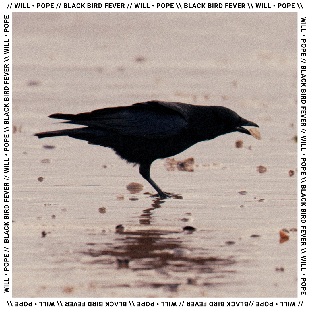 Will Pope's Emotive Folk Song "Black Bird Fever" is Soul-Stirring ...